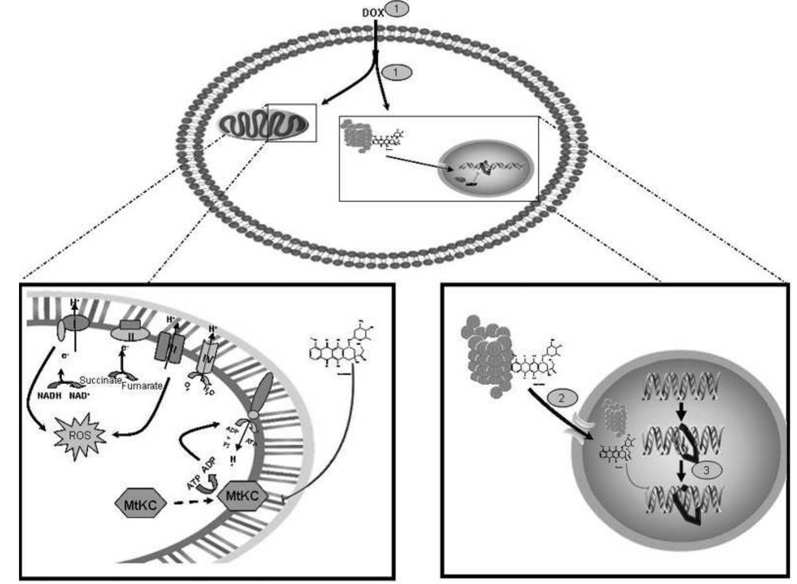 (2). doxorubicin (dox) mechanisms of action and toxicity.