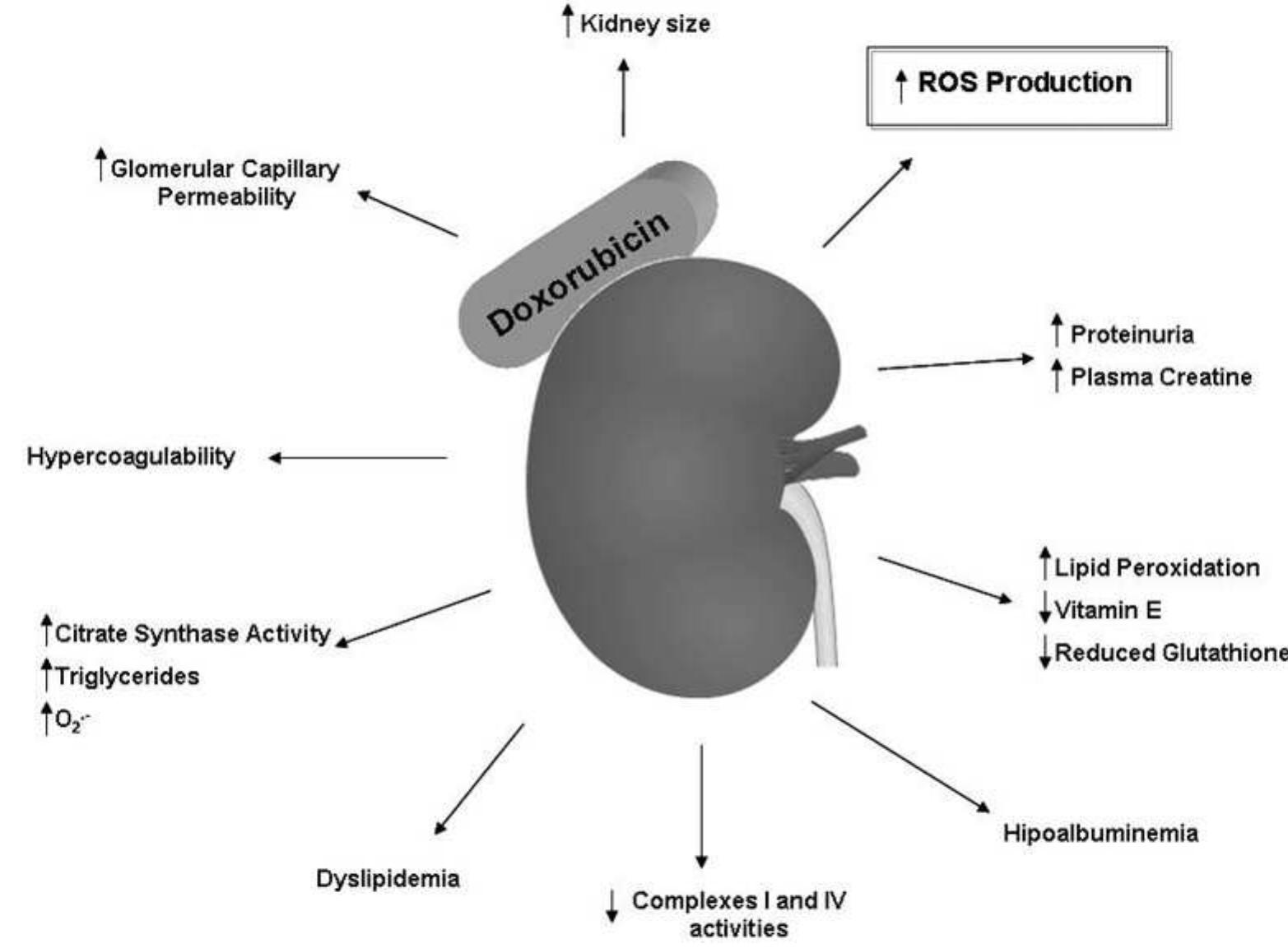 (6). doxorubicin (dox)-mediated toxicity in the kidney. the