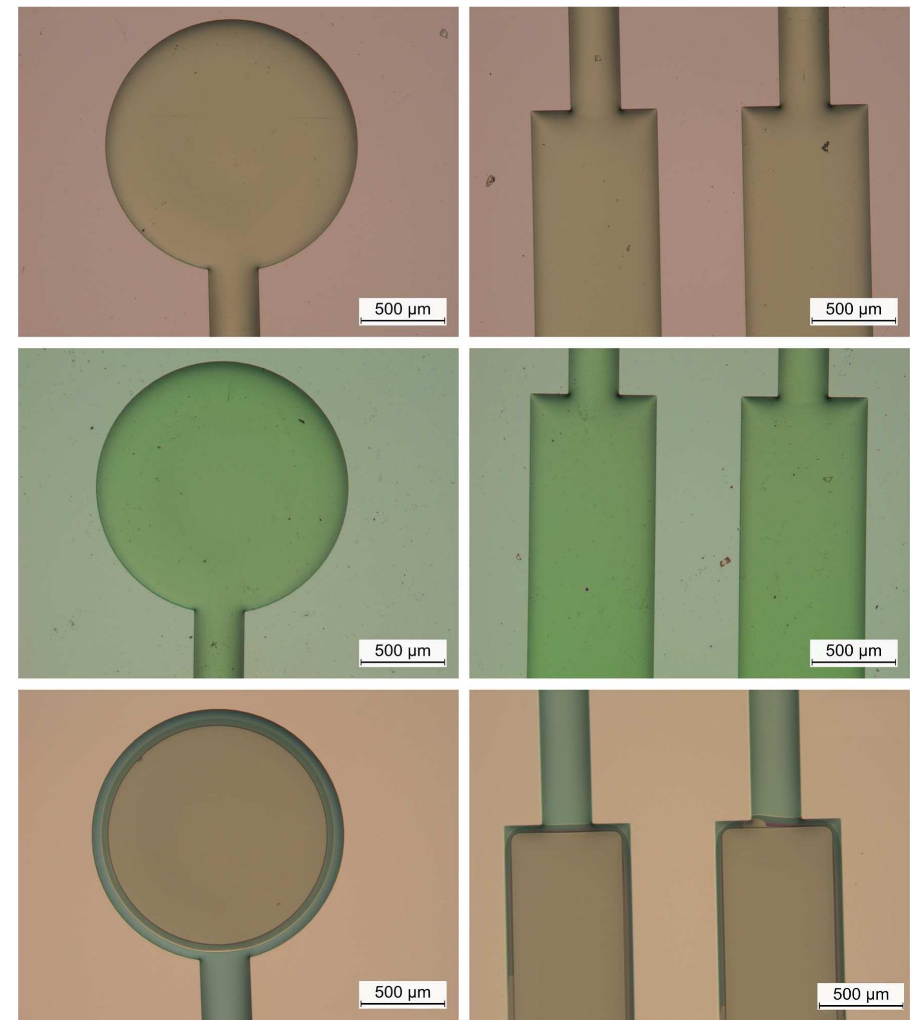 Optical microscopy images of the different parts of a