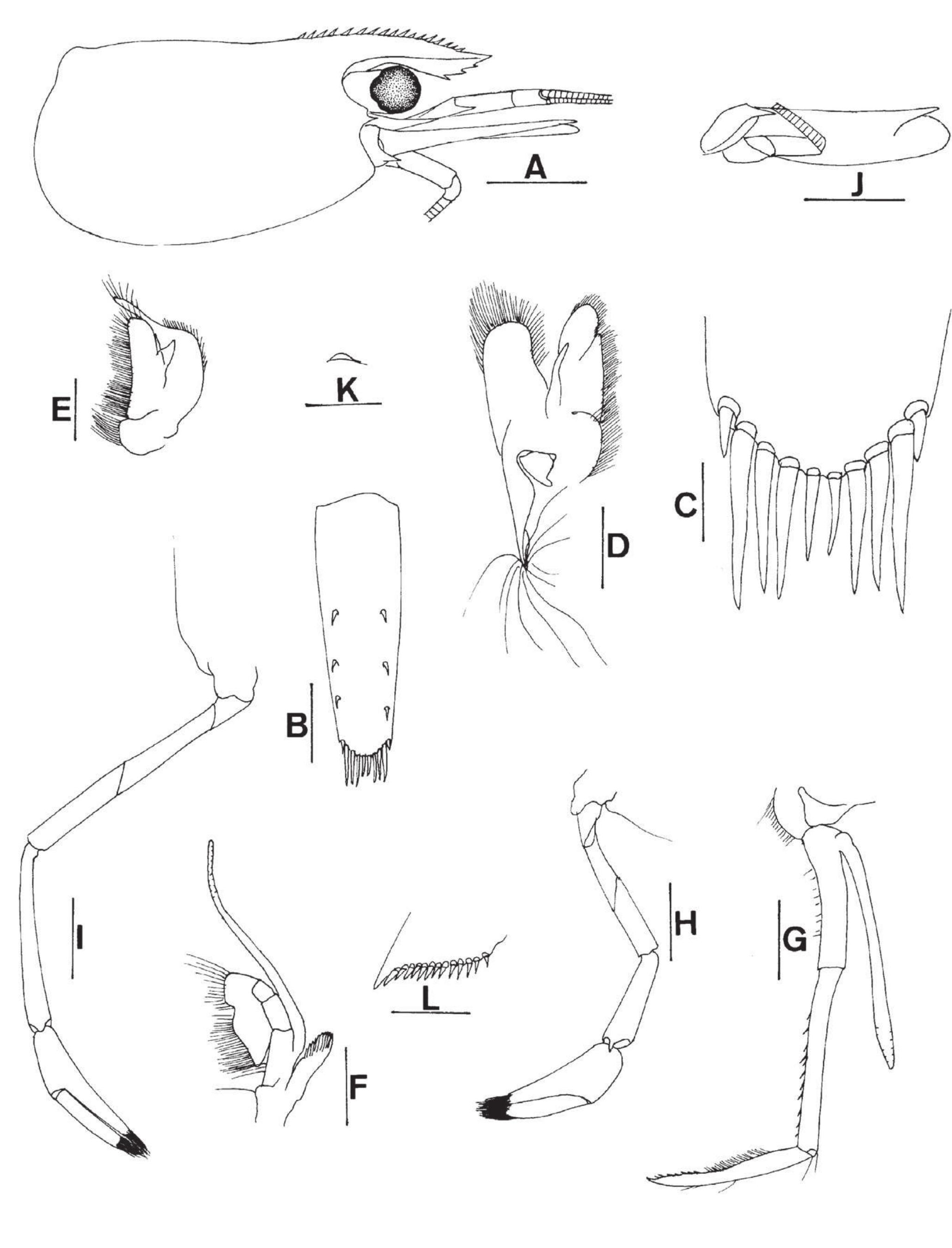 Caridina excavatoides: a, cephalothorax and cephalic
