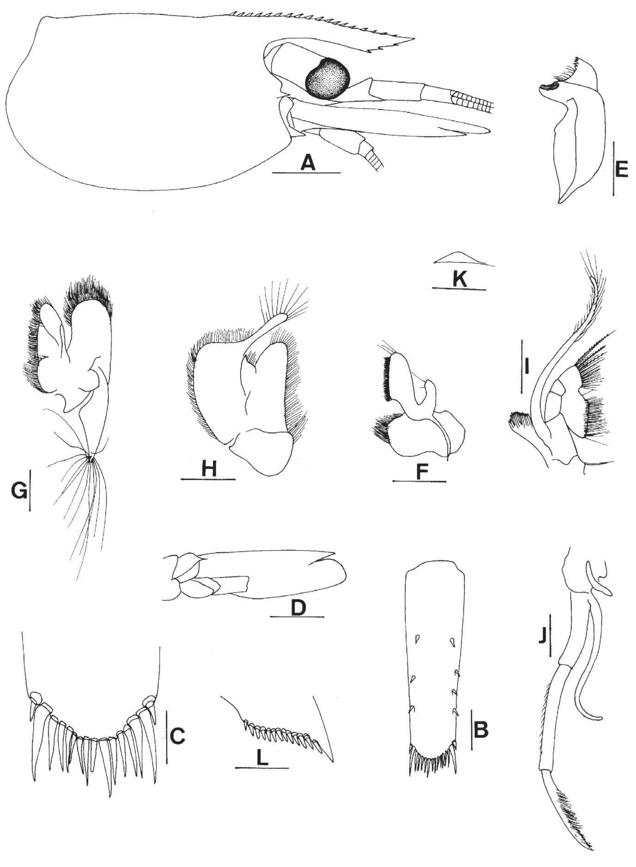 Figure 15 - from FRESHWATER SHRIMPS OF THE FAMILY ATYIDAE