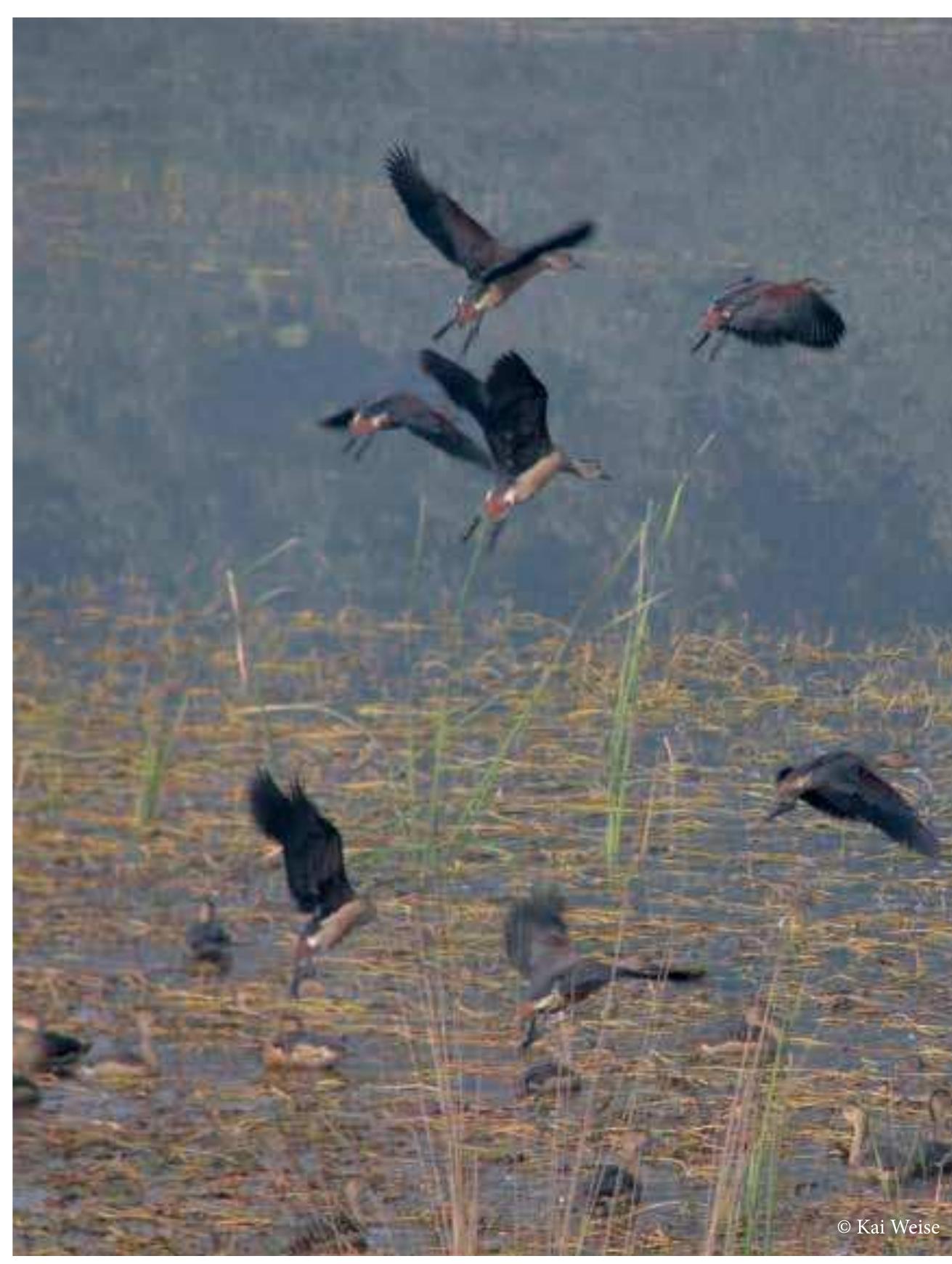 Migratory birds in the circular pond