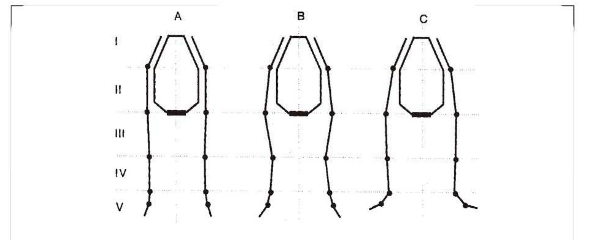 Figure 7 - ANATOMY OF THE DROMEDARIAN CAMEL