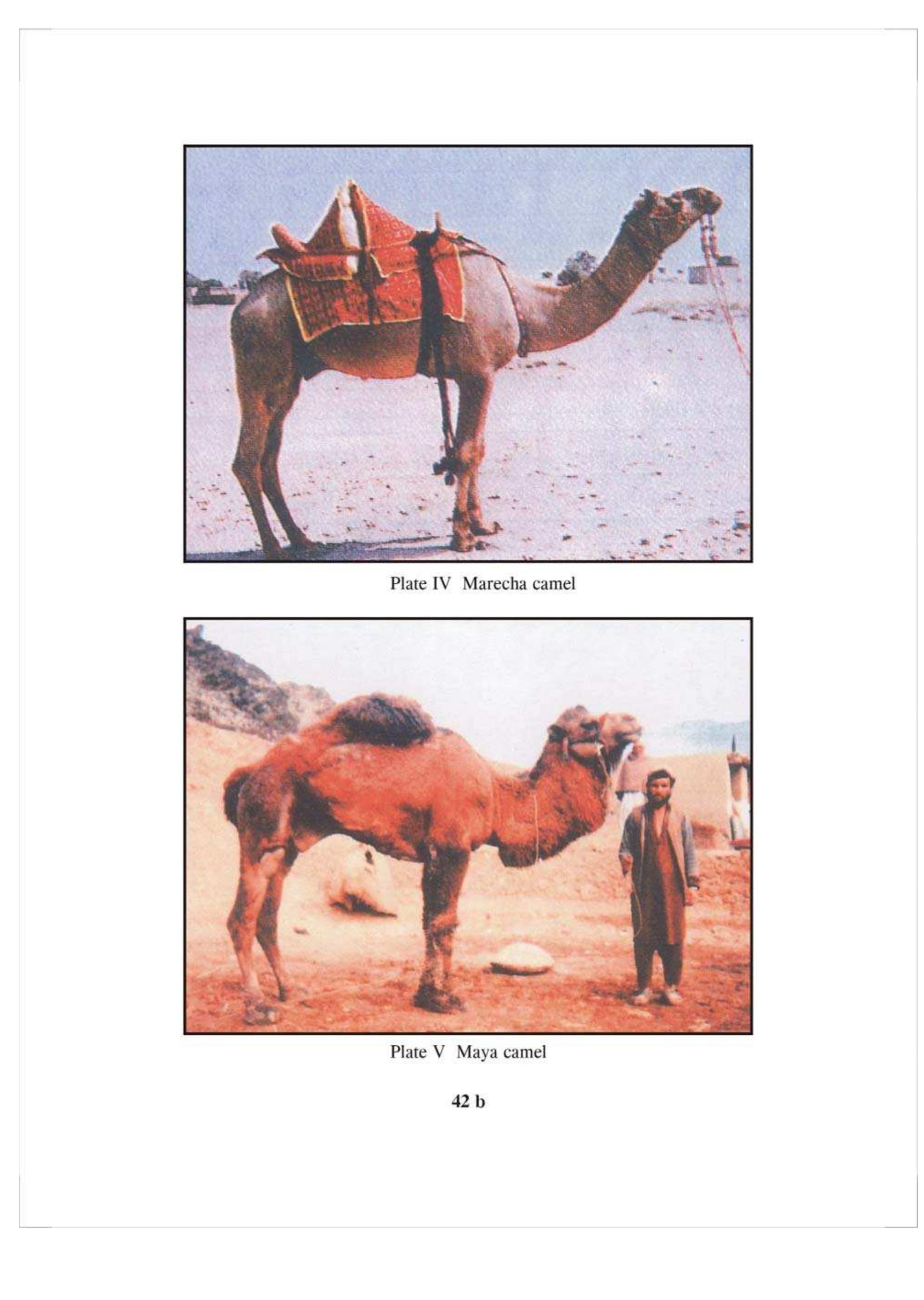 Figure 9 - ANATOMY OF THE DROMEDARIAN CAMEL