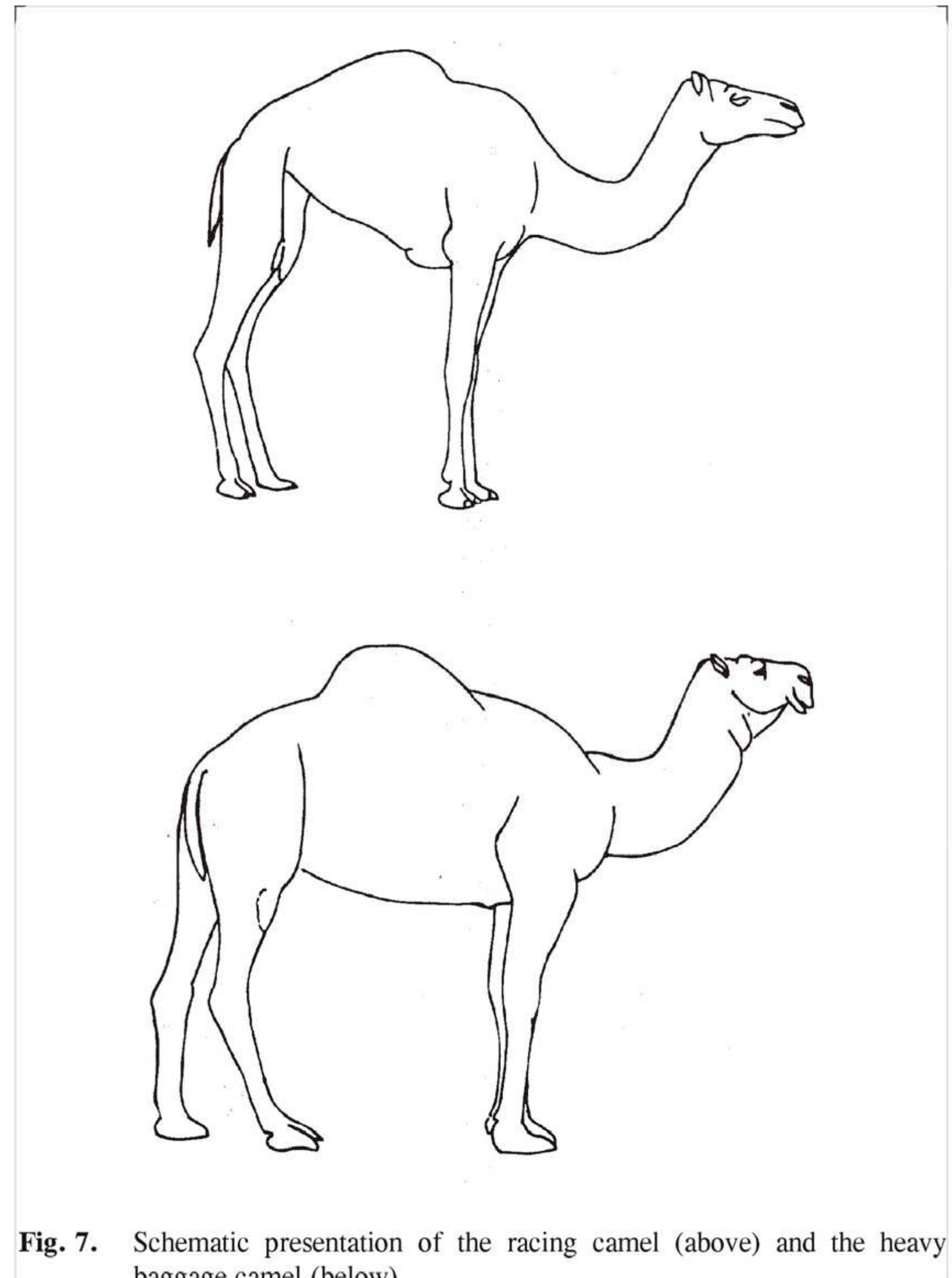 Figure 11 - ANATOMY OF THE DROMEDARIAN CAMEL