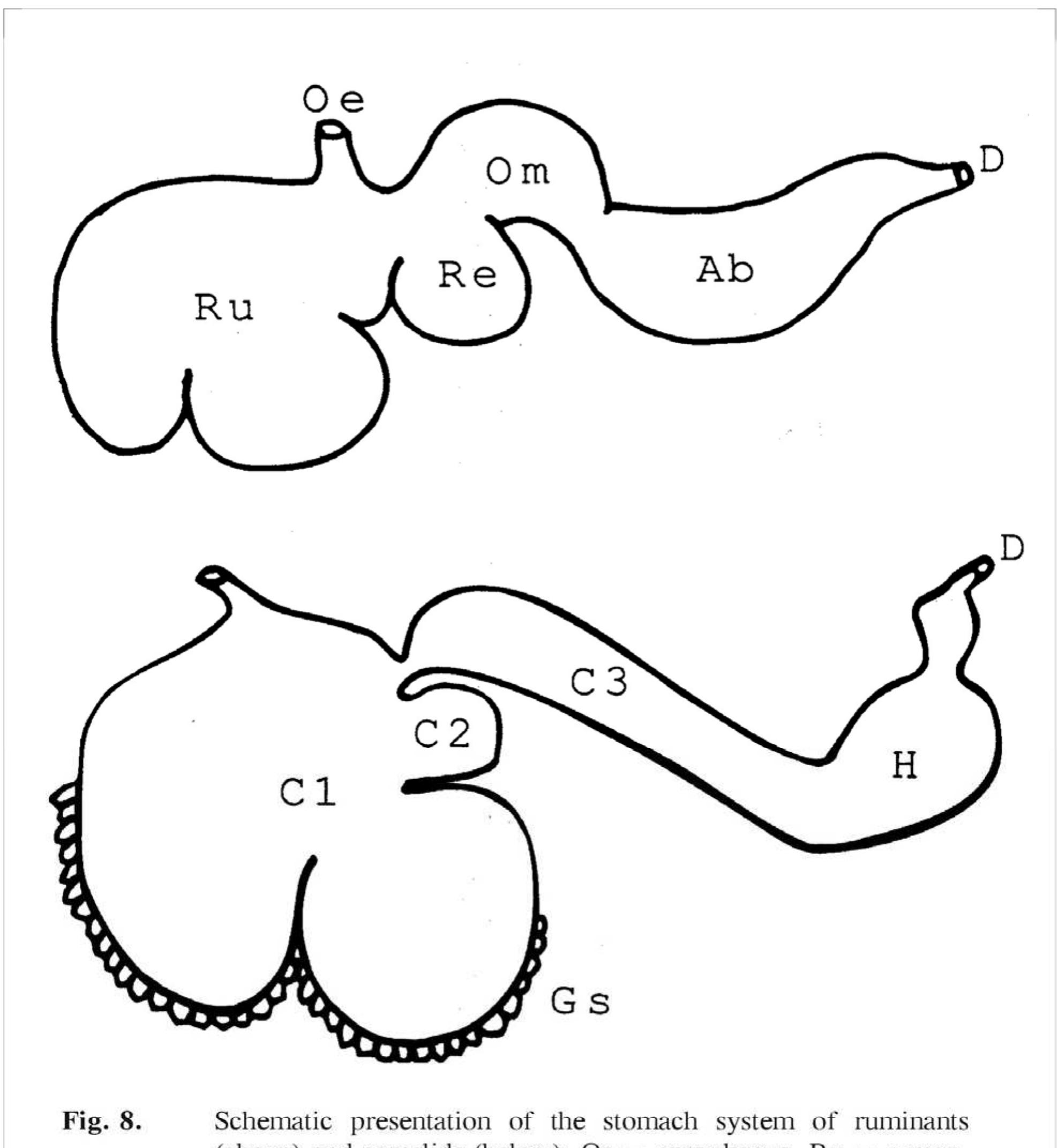 Figure 13 - ANATOMY OF THE DROMEDARIAN CAMEL