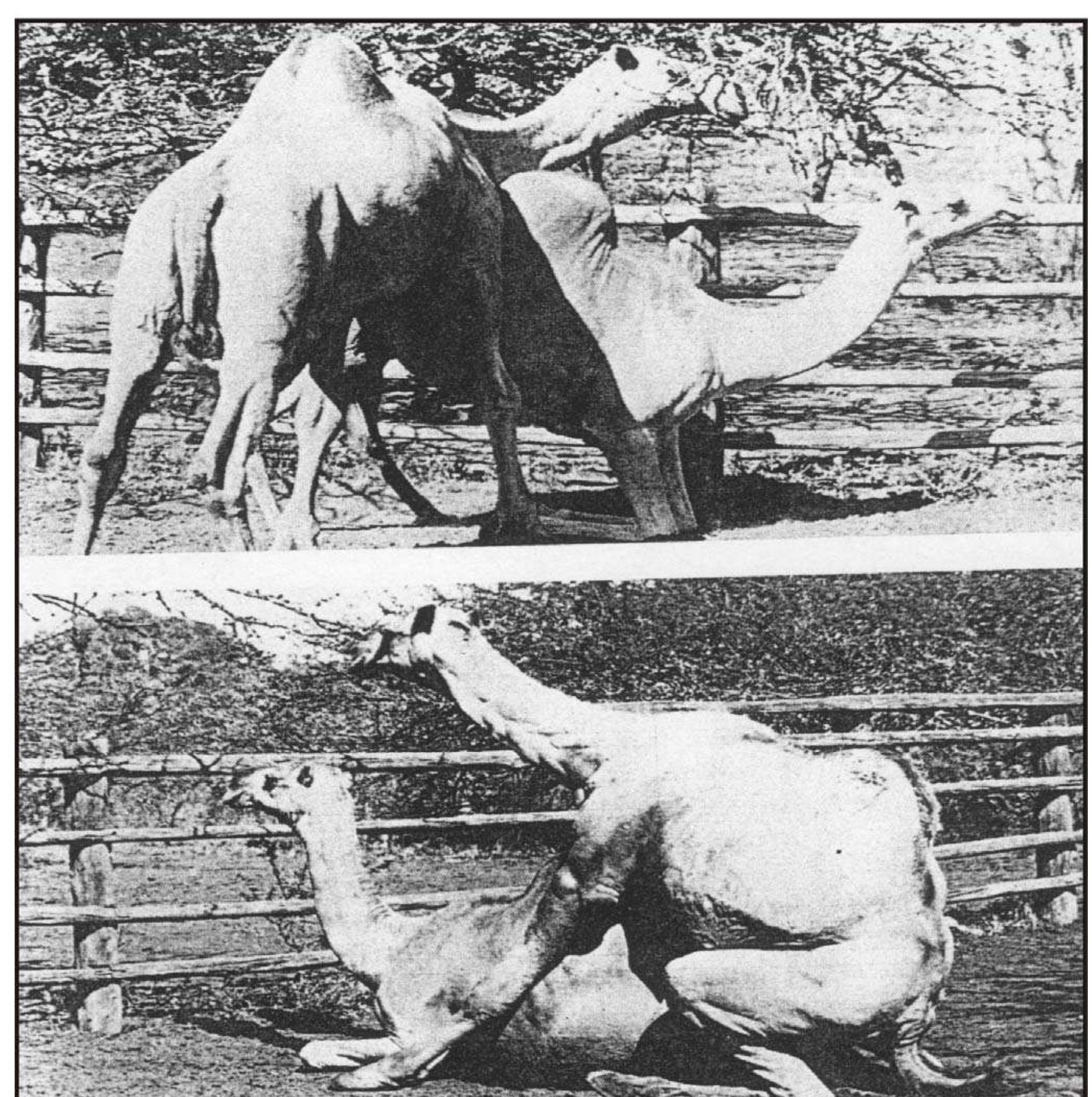 Figure 20 - ANATOMY OF THE DROMEDARIAN CAMEL