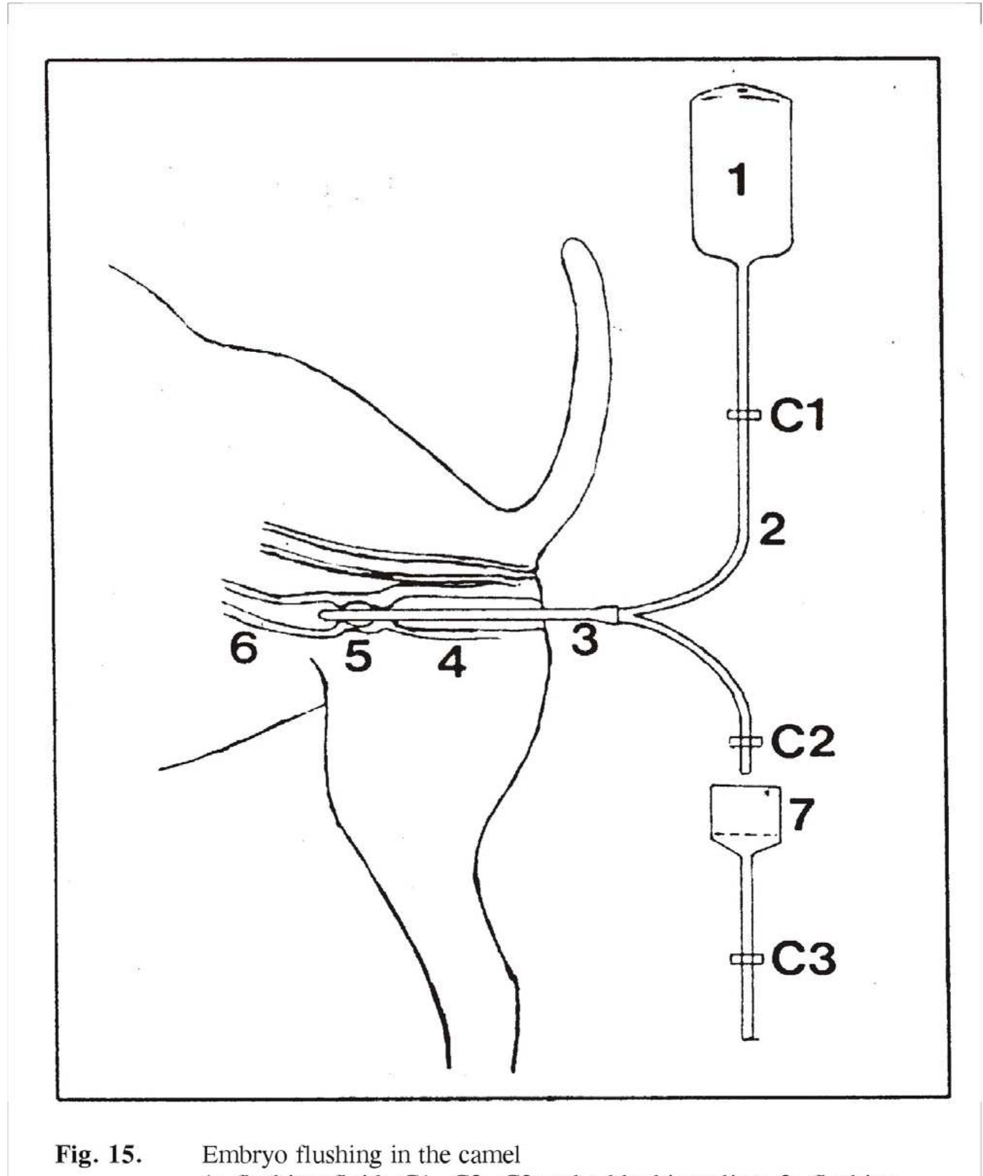 Figure 22 - ANATOMY OF THE DROMEDARIAN CAMEL