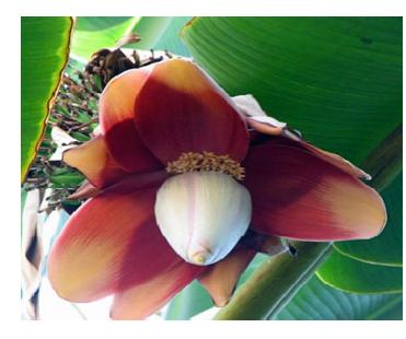 Abaca is a leaf fibre which belongs to banana family of