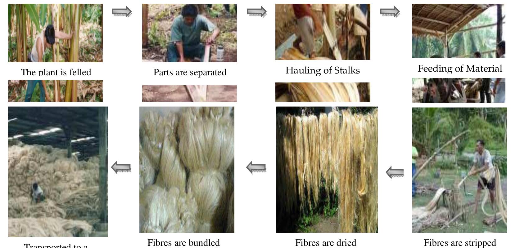 Work flow in the extraction of abaca fibre