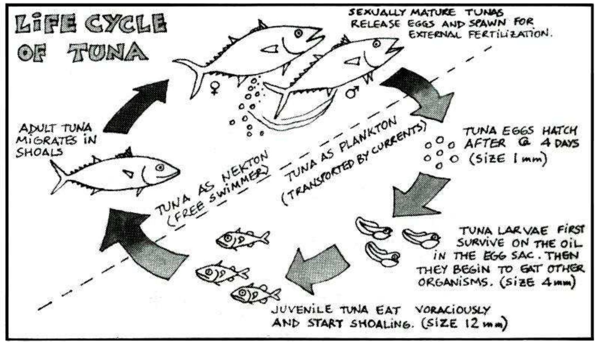 Figure 1 - from Life Cycle of Tuna