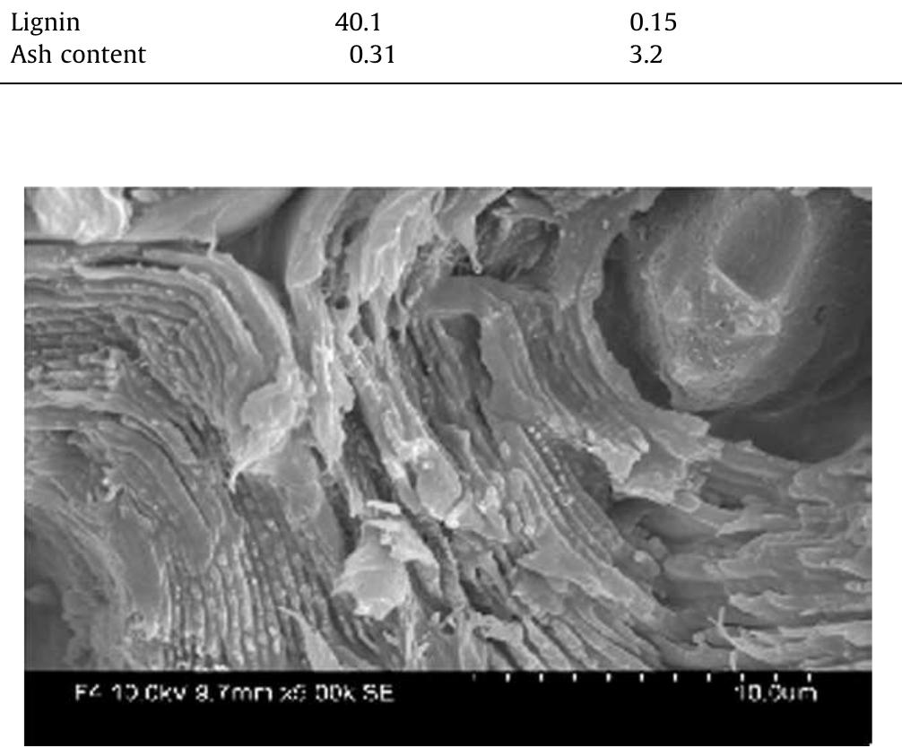 Scanning electron micrograph showing structure of macadamia