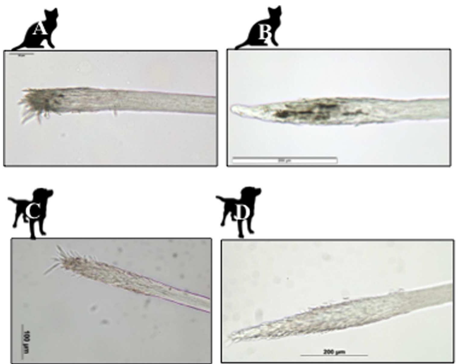 Images of root morphologies that may occur on cats (felis