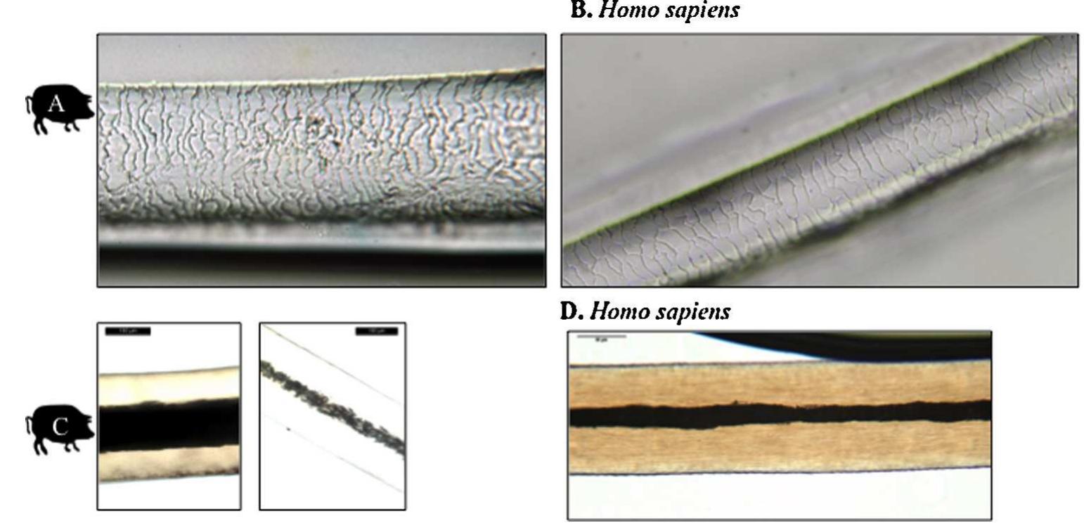 Images demonstrating pig (sus scrofa) hairs may be readily