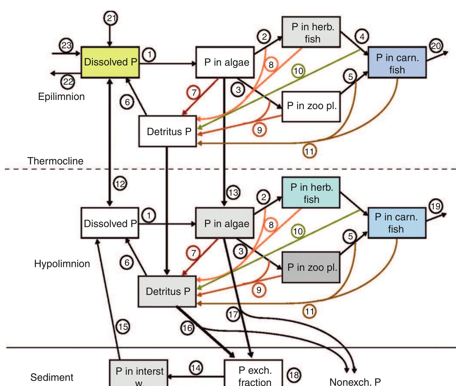 11 eutrophication model of an aquatic ecosystem illustrated
