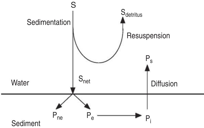 5 sedimentation, s, divided into sgetritus and spet- pre,