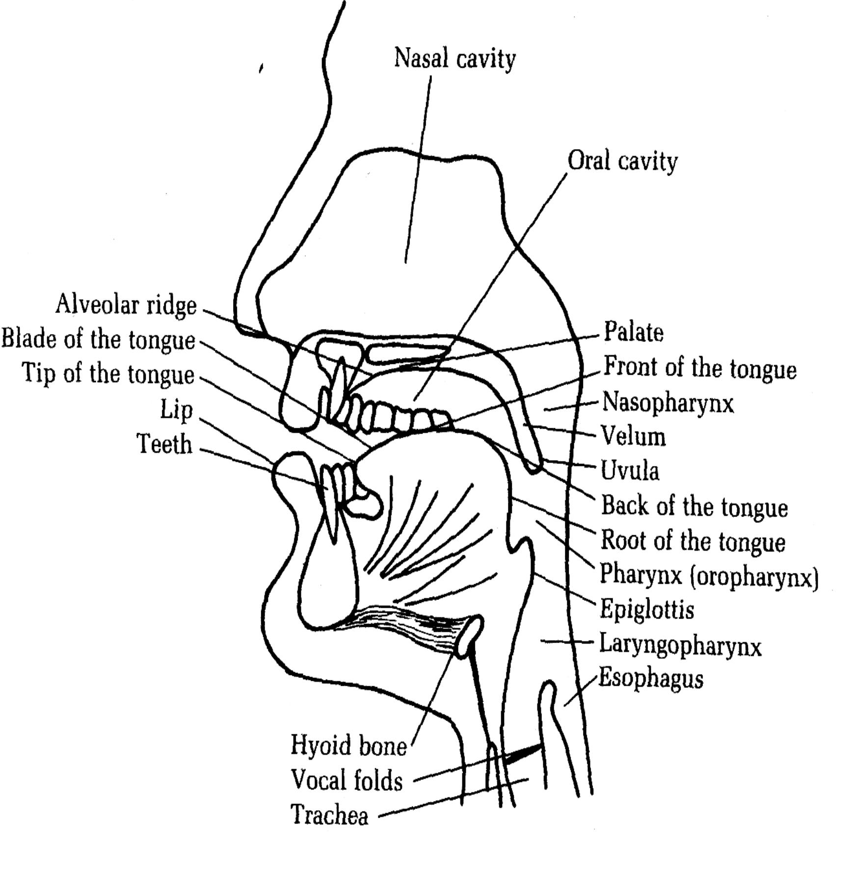The vocal tract and speech organs and articulators