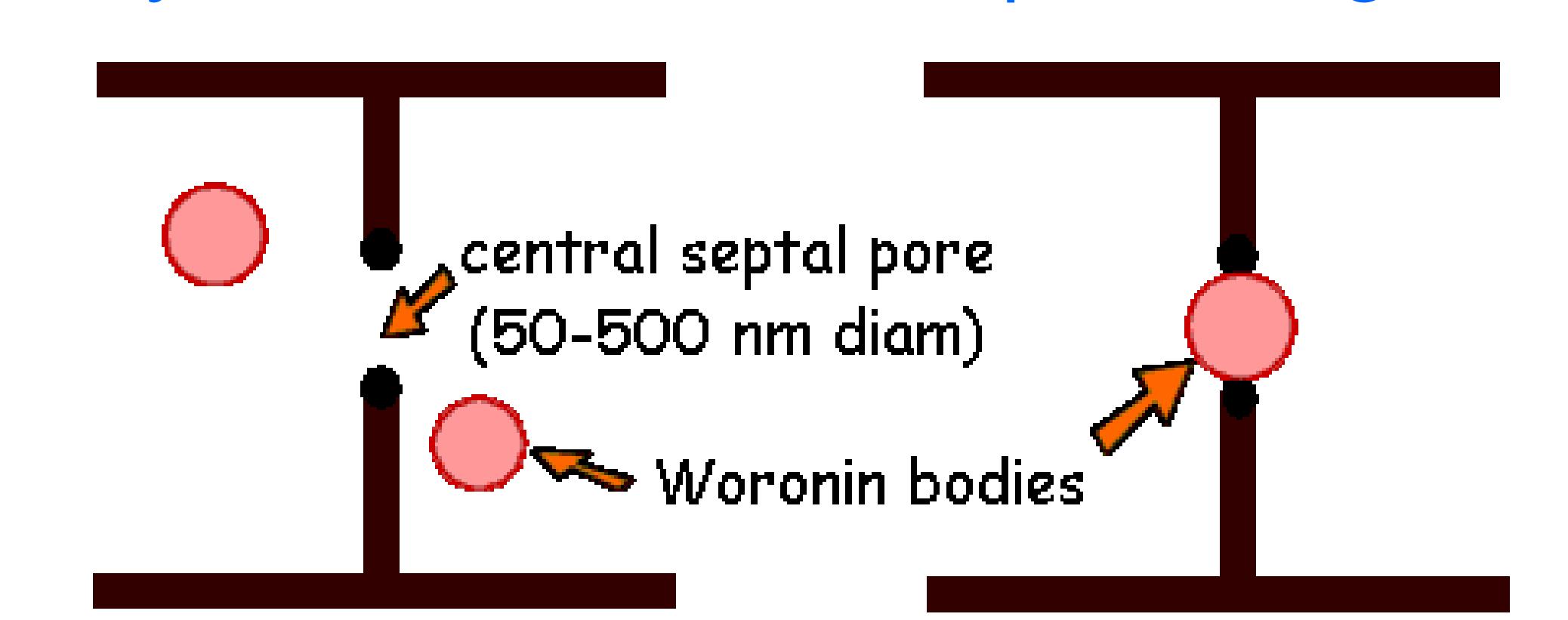Hyphae of fungi belonging to these groups (and the