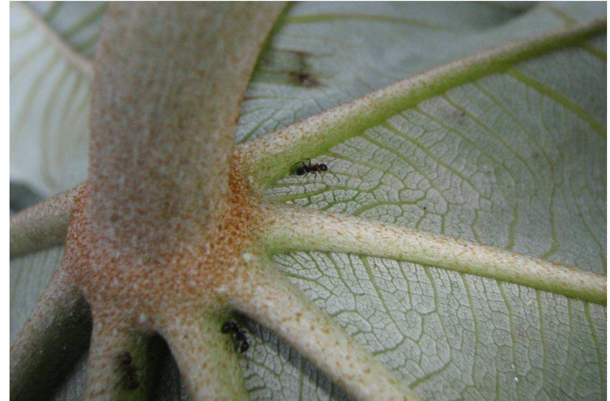 Main veins radiating from the petiole-lamina insertion of