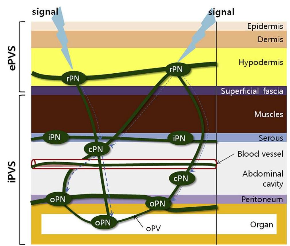 Figure 4 - The Primo Vascular System as a New Anatomical