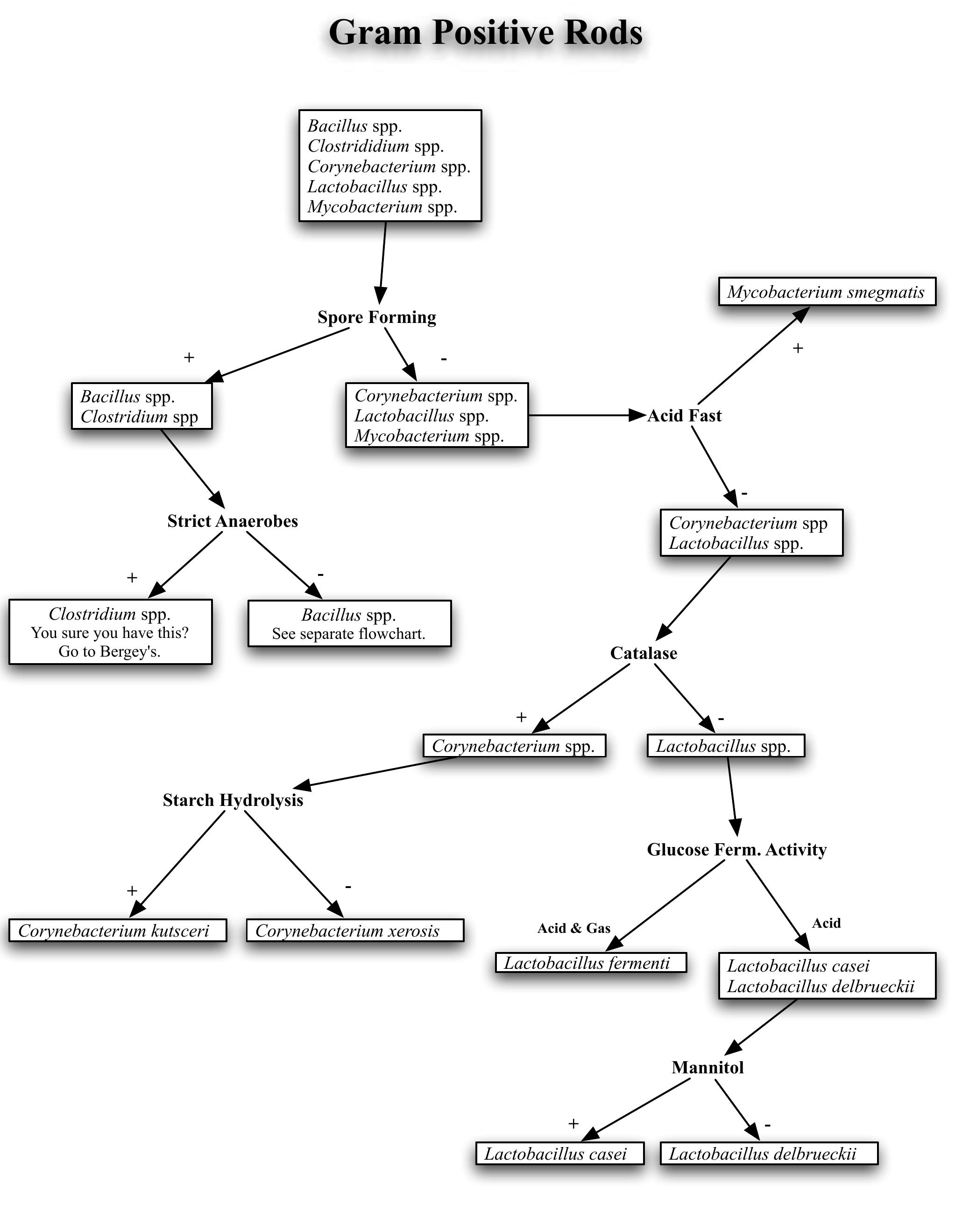 Gram positive rods id flowchart