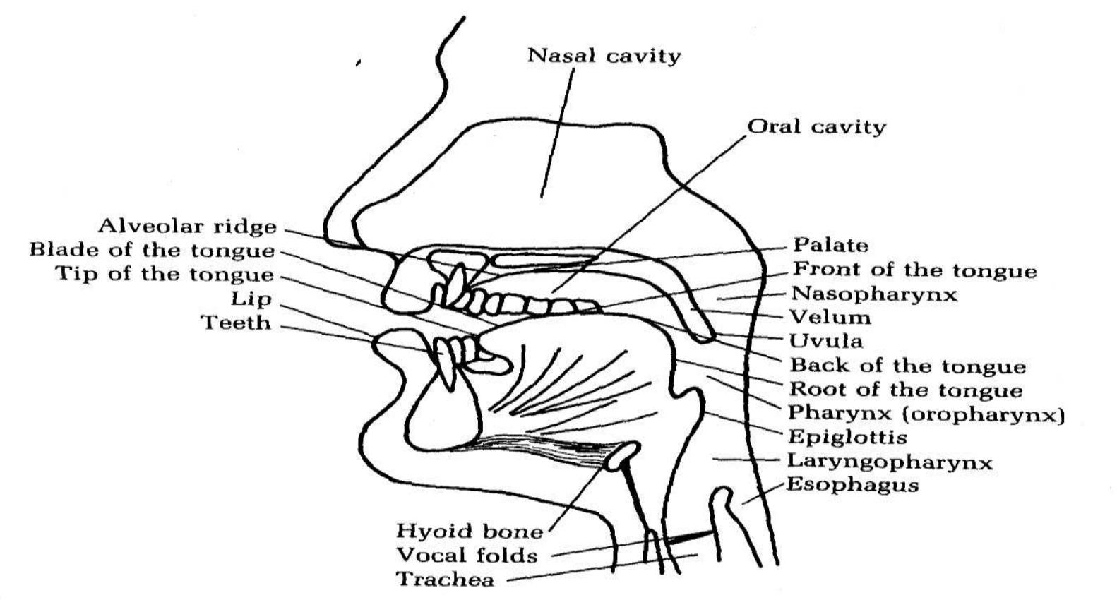 The vocal tract / speech organs and articulators in the
