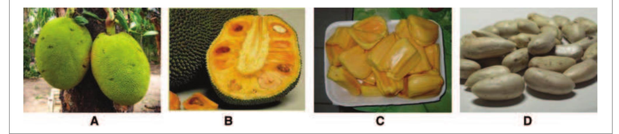 Figure 1 - from Jackfruit and Its Many Functional Components