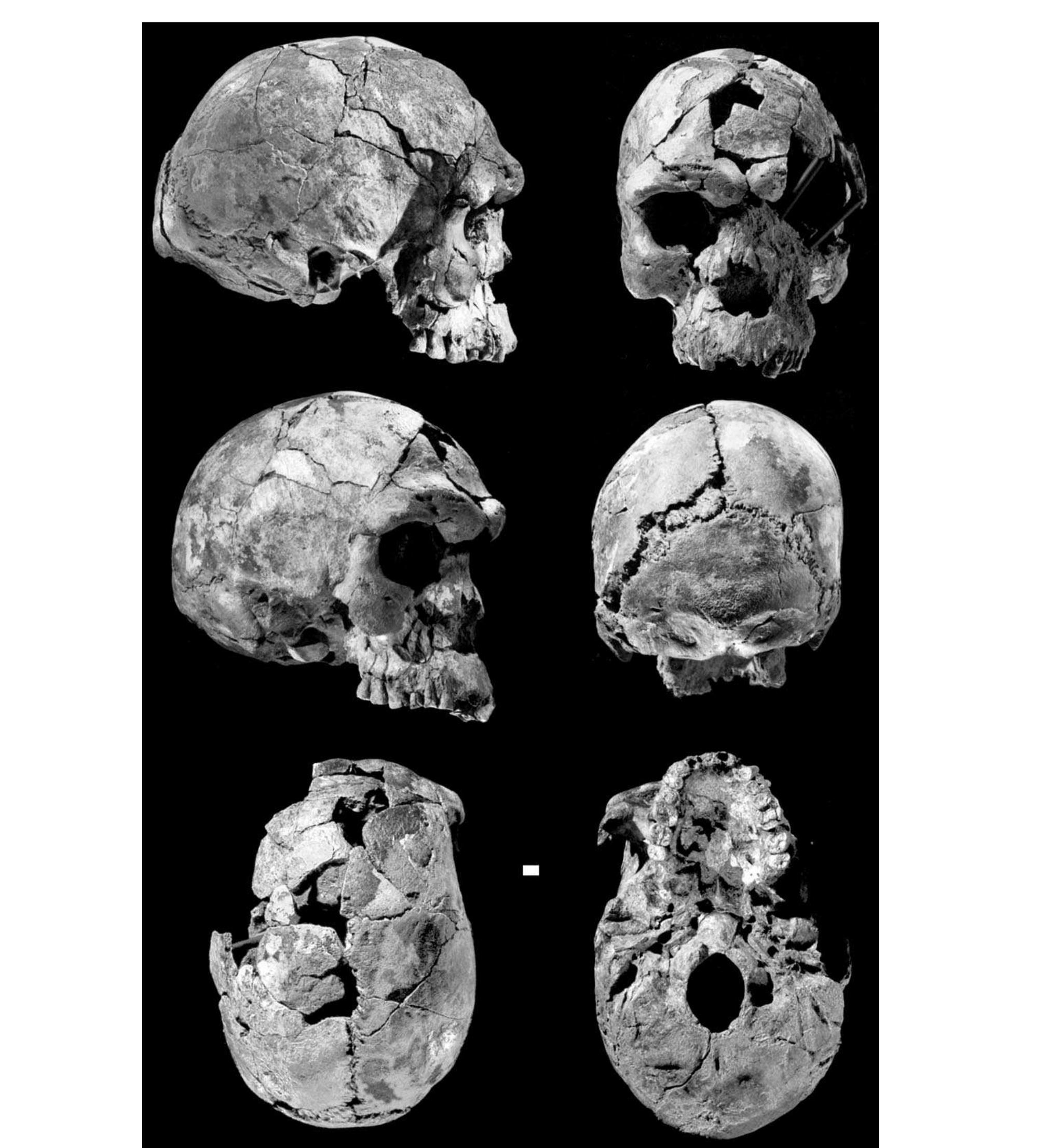 The herto bou-vp-16/1 adult cranium in lateral, frontal,