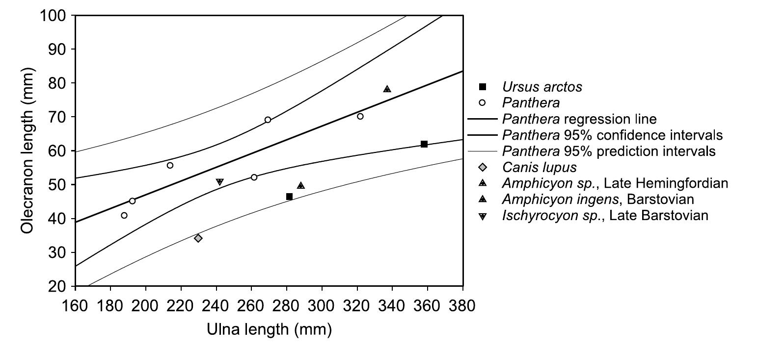Leverage of the triceps muscle in amphicyon and ischyrocyon