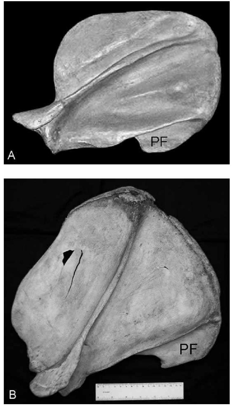 Left scapulae of a. ingens (part of the mounted and