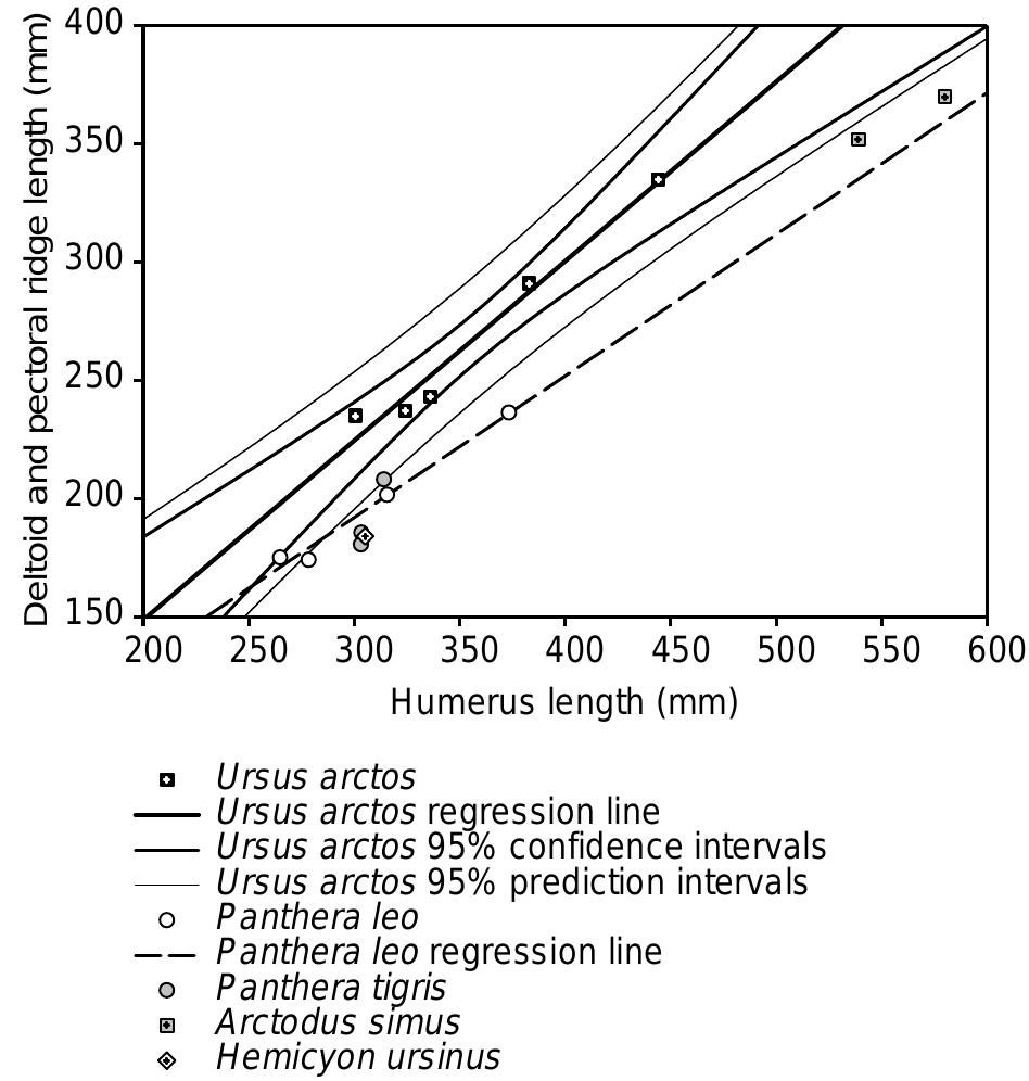 Leverage of the deltoid and pectoralis muscles in ursidae