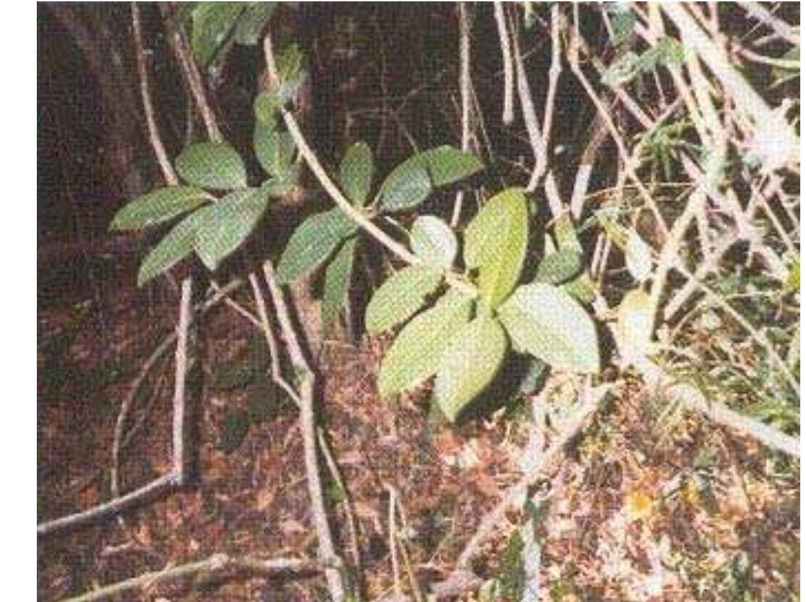 Dikai is an endemic plant of the philippines. it thrives in