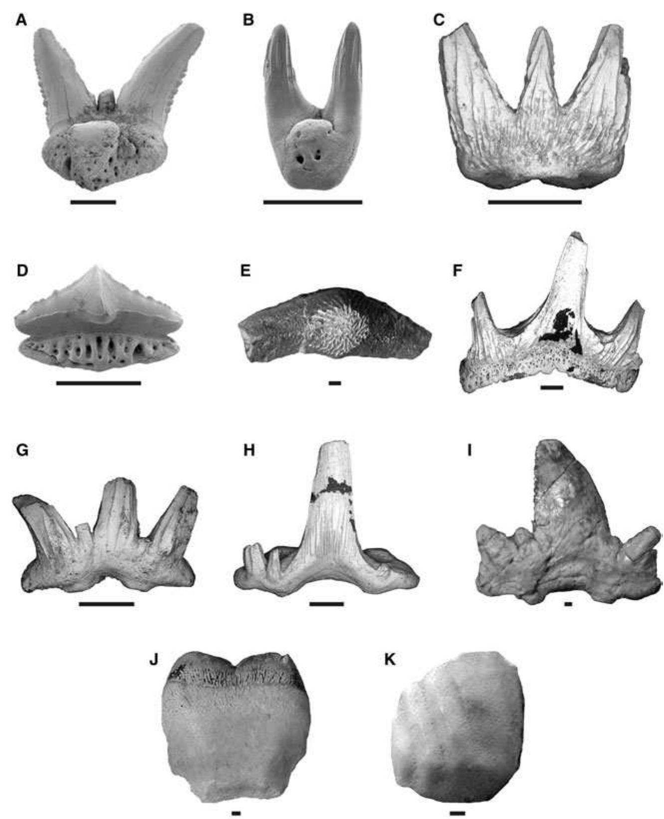 Representative illustrations of the tooth material of the