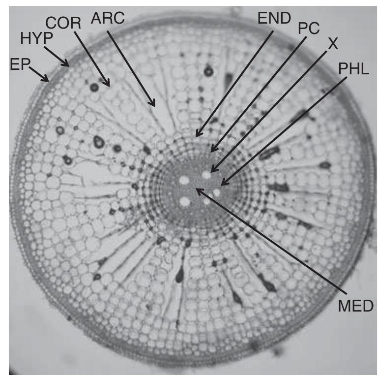 The structural anatomy of rice root is adapted more towards