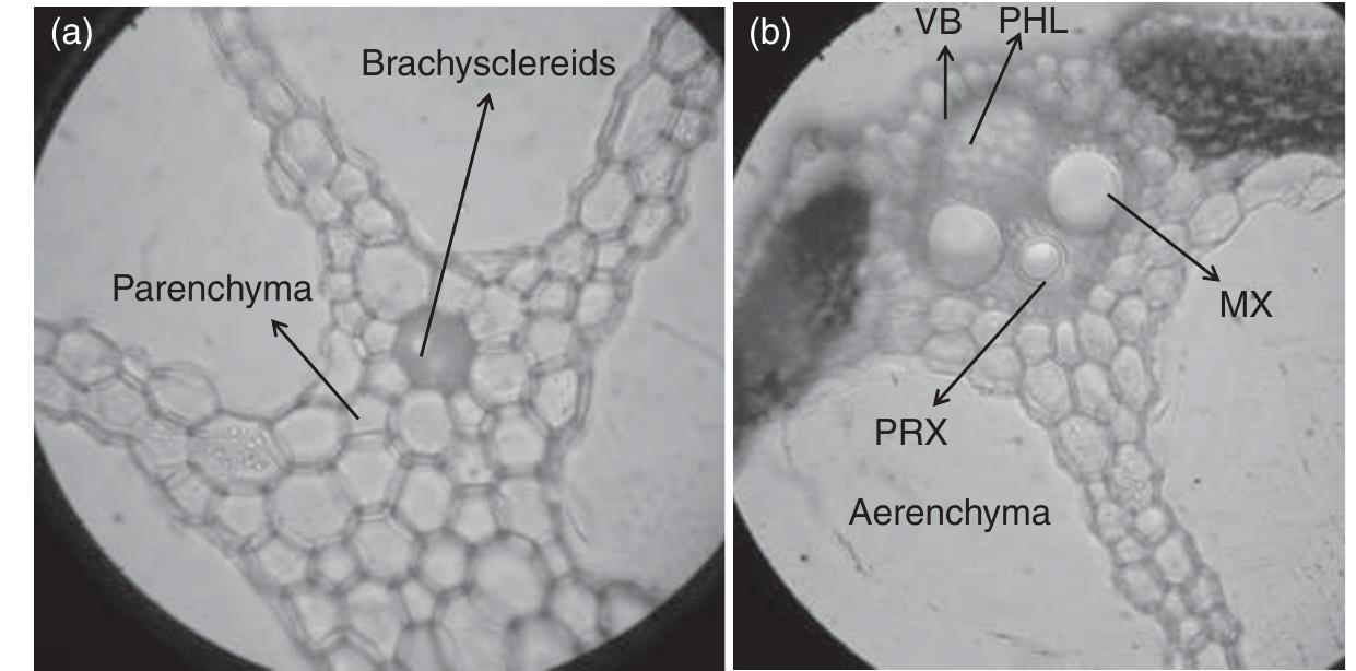 5. (a) transverse section of leaf (400x) showing the