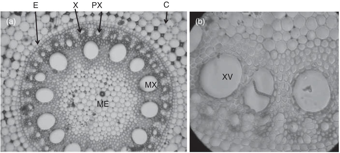 8. (a) transverse section of root (100x) showing different