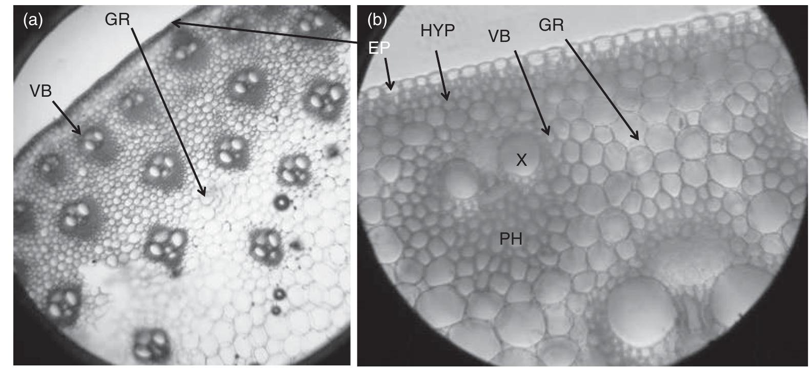 10. (a) transverse section of stem (100x) showing