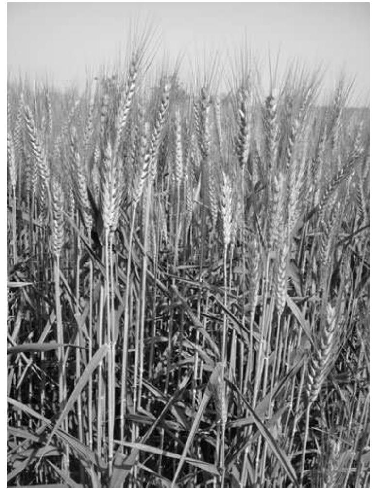20. morphology of wheat plants showing stem, leaves and