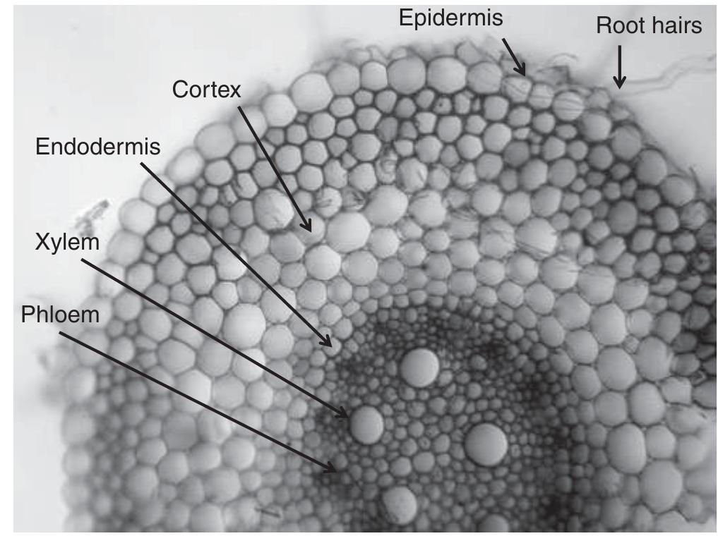 21. transverse section of root (100x) showing different