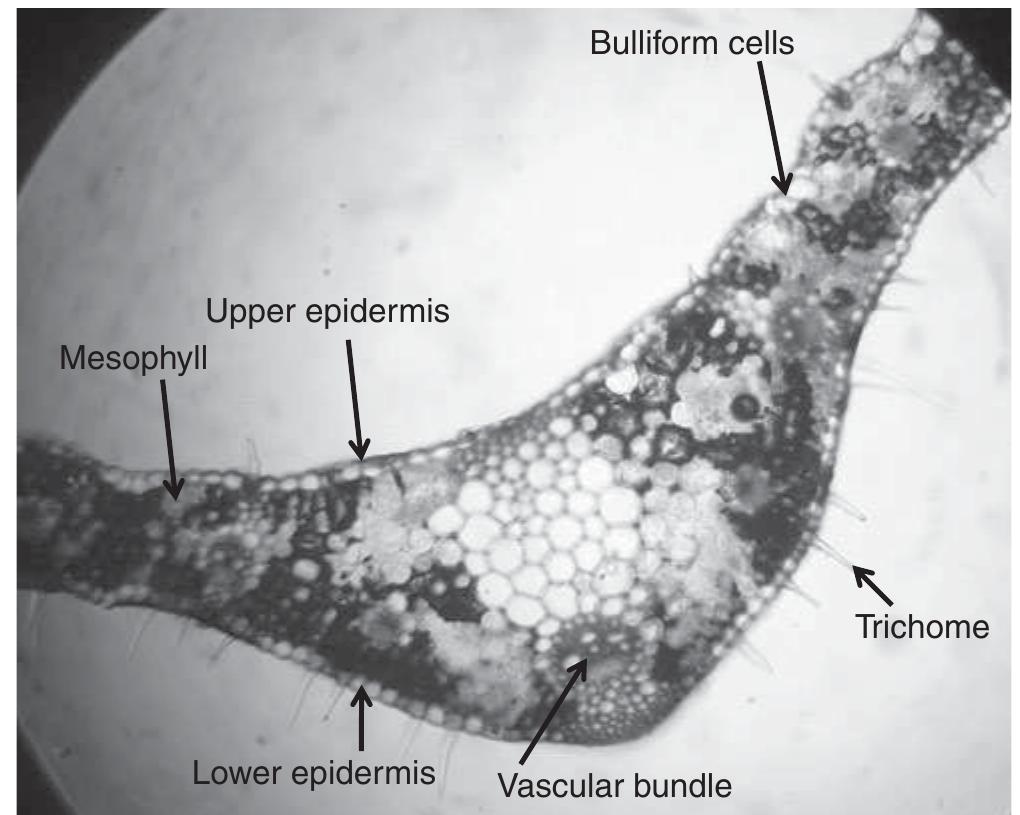 23. transverse section of leaf (40x) showing different