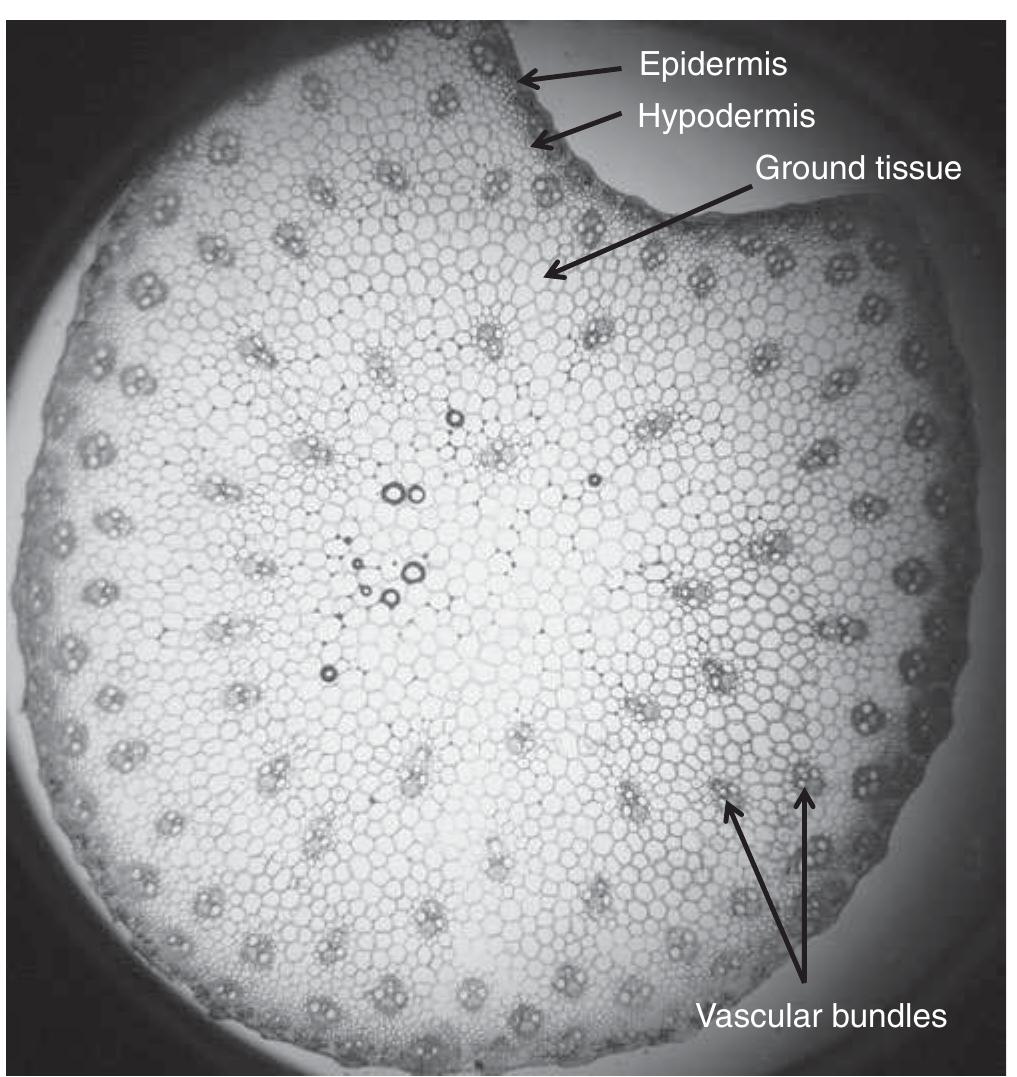 37. transverse section of stem (ground plan 40x)