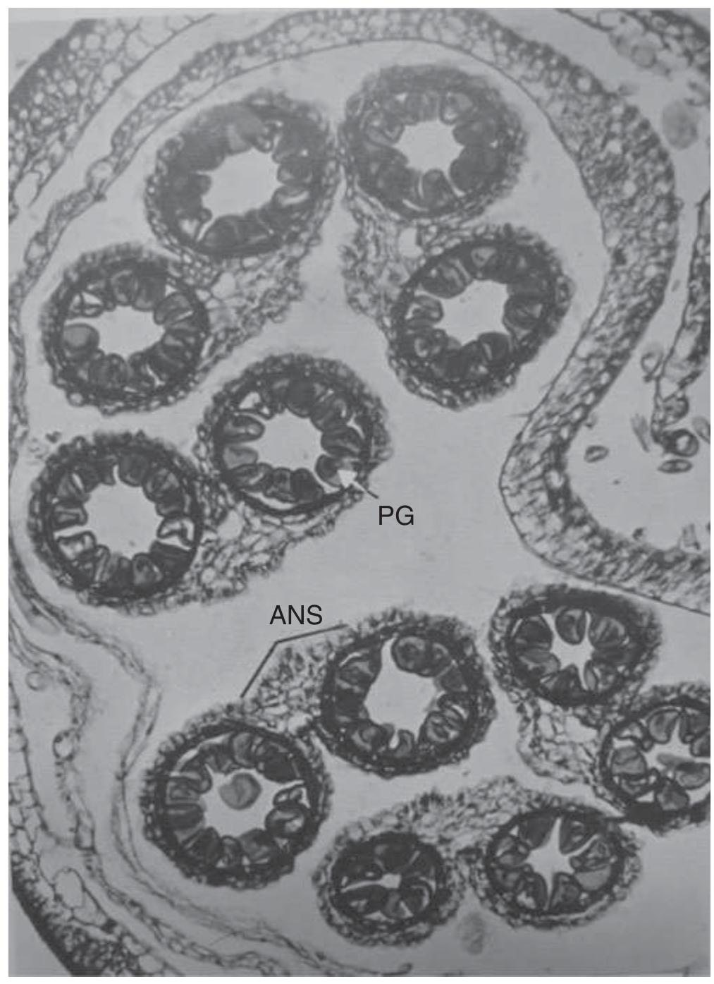 44. transverse section through the anther, showing the