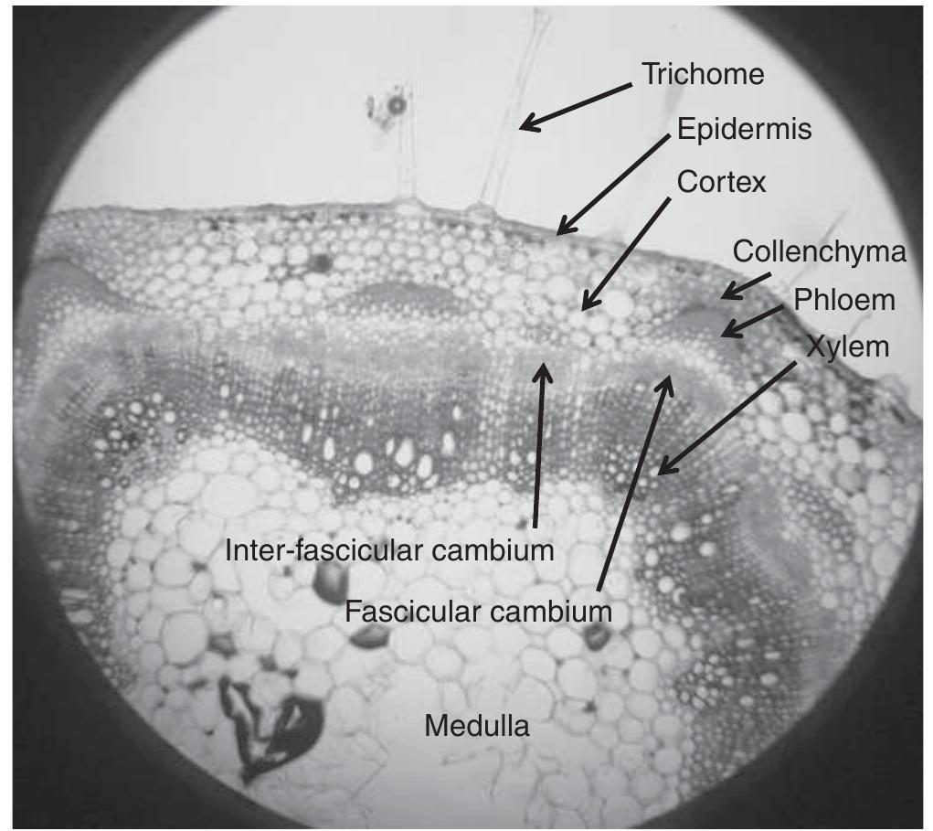 4. schematic structure of an indeterminate root nodule. the