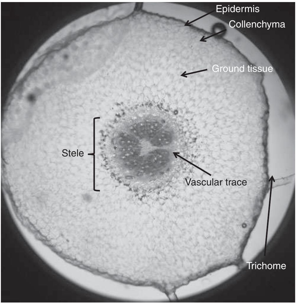 10. transverse section of petiole (100x) showing epidermis