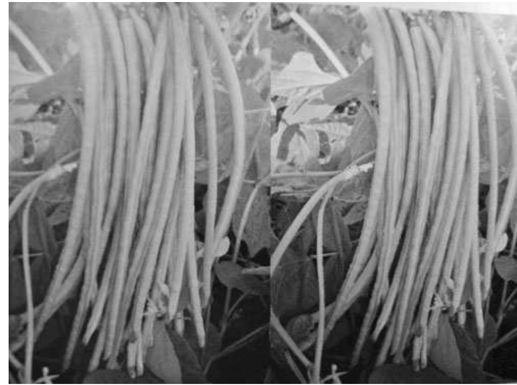 15. cowpea plant morphology, showing simple leaves, yellow