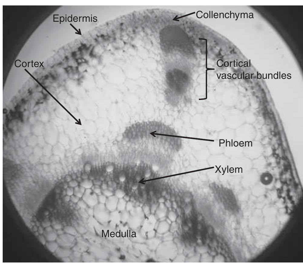 18. transverse section of stem (100x) showing ridges and