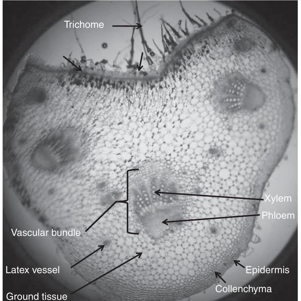 8. transverse section of petiole (100x) showing epidermis,