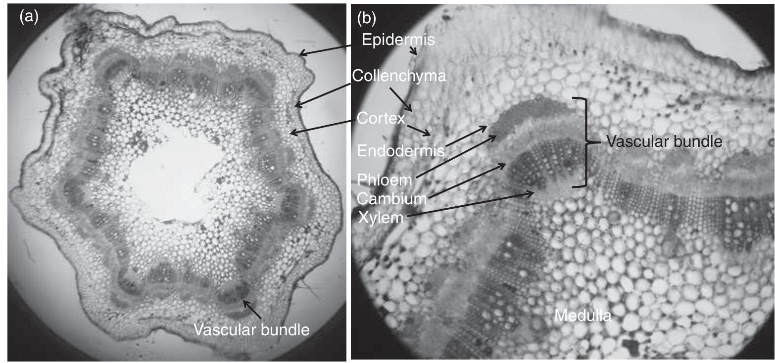 12. (a) transverse section of stem (40x) showing ridges and