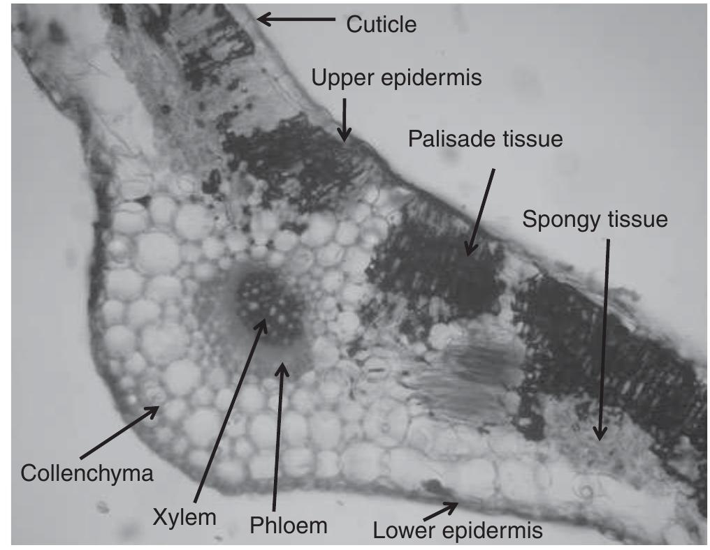 13. transverse section of leaf (100x) showing the upper and