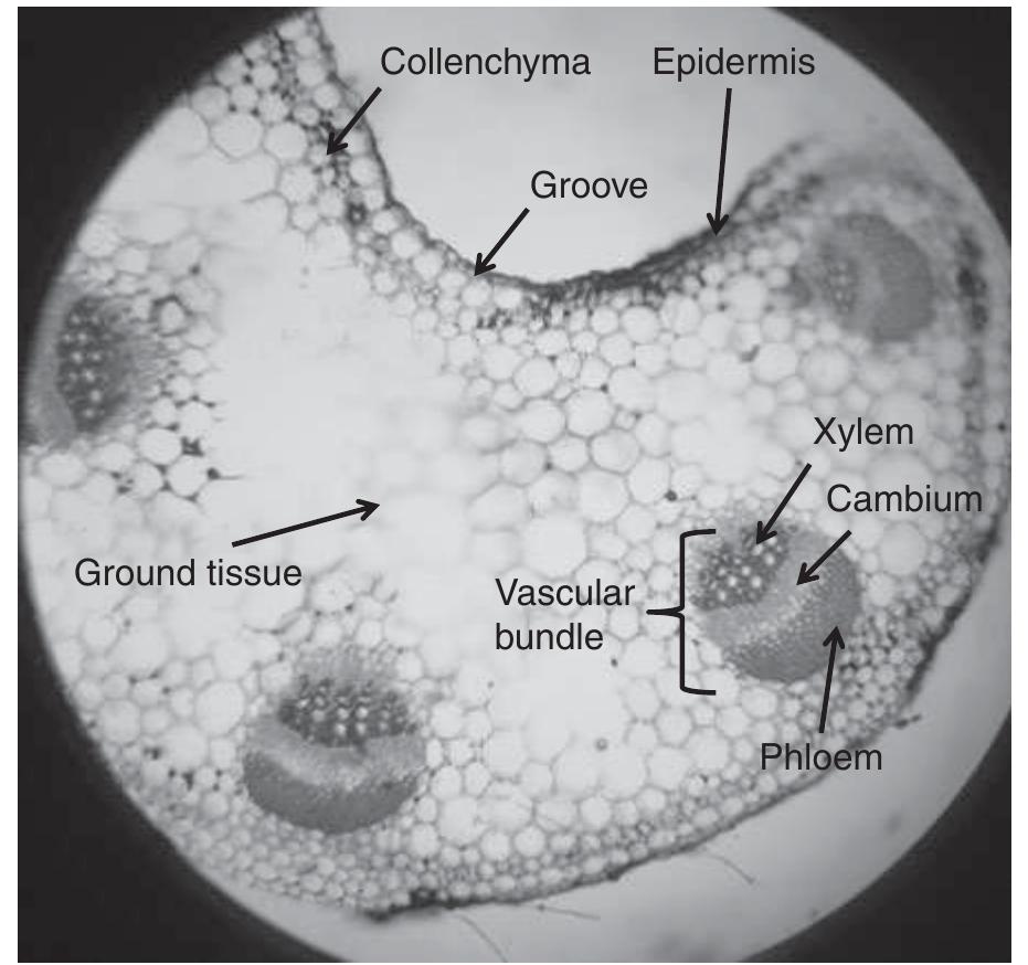 14. transverse section of petiole (100x) showing epidermis,